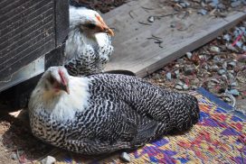 Egyptian Fayoumi Chicken - Breed Profile - Backyard Poultry